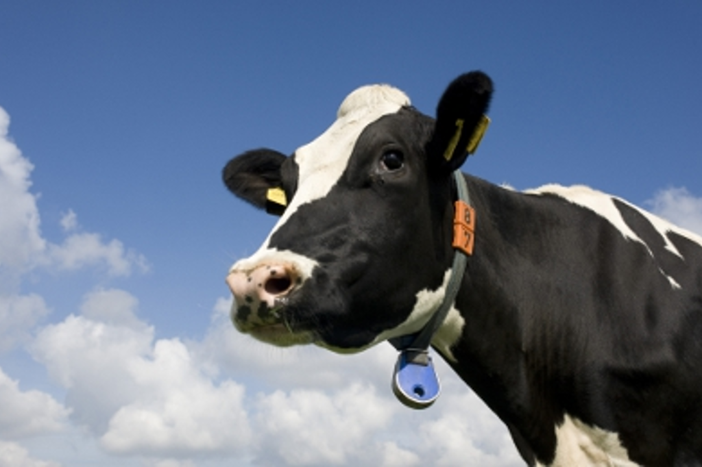 Cow burps and climate change | PGGM